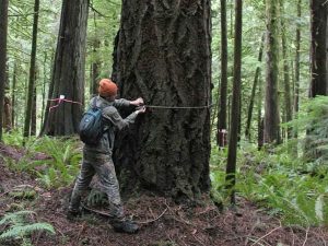 Exciting Tree Projects by Whatcom Million Trees Project