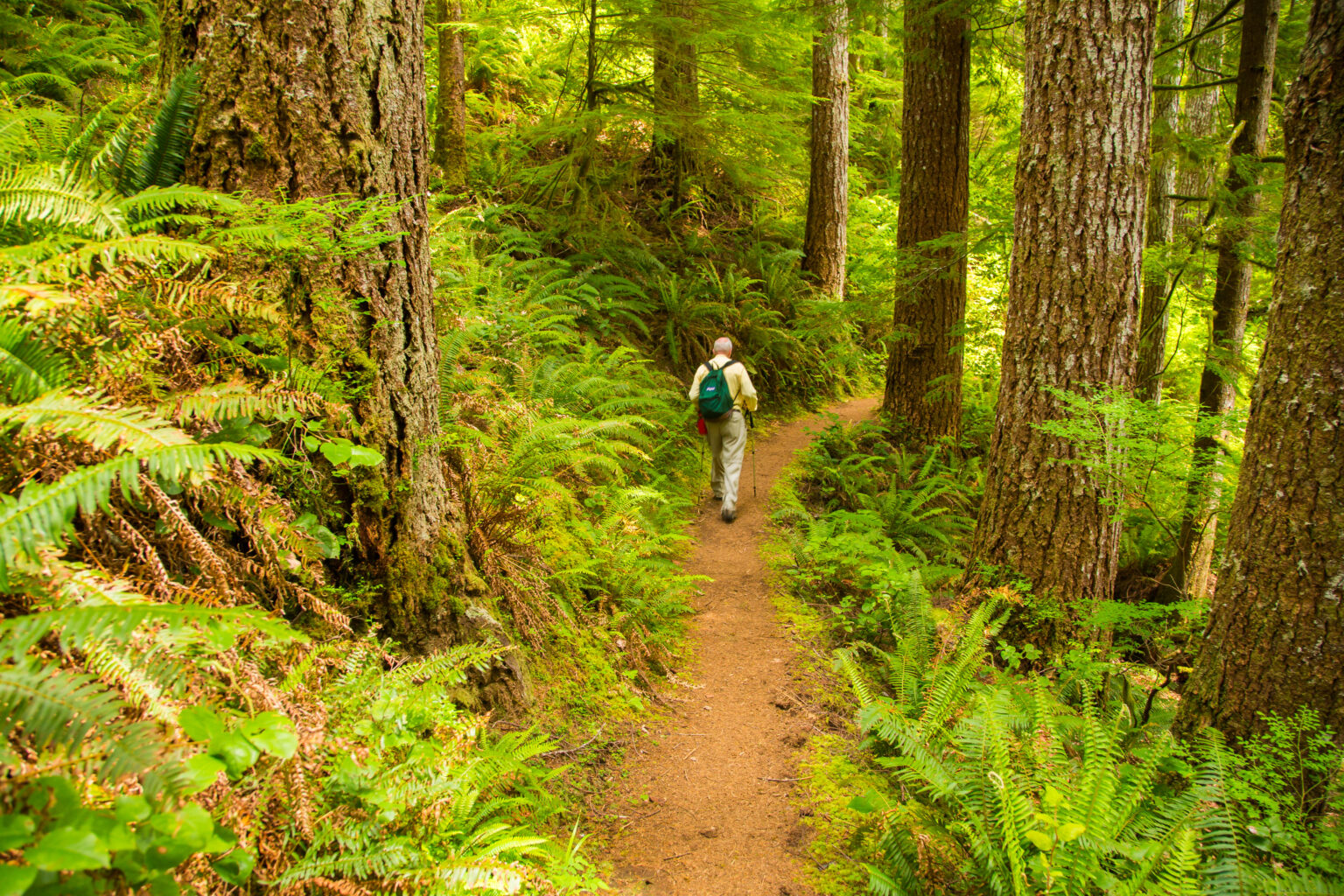 Forest Walking: Discovering the Trees and Woodlands of North America ...