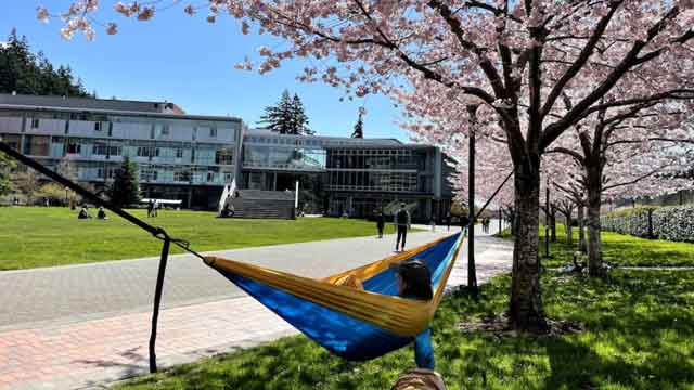 Tree News & Coverage | Whatcom Million Trees Project