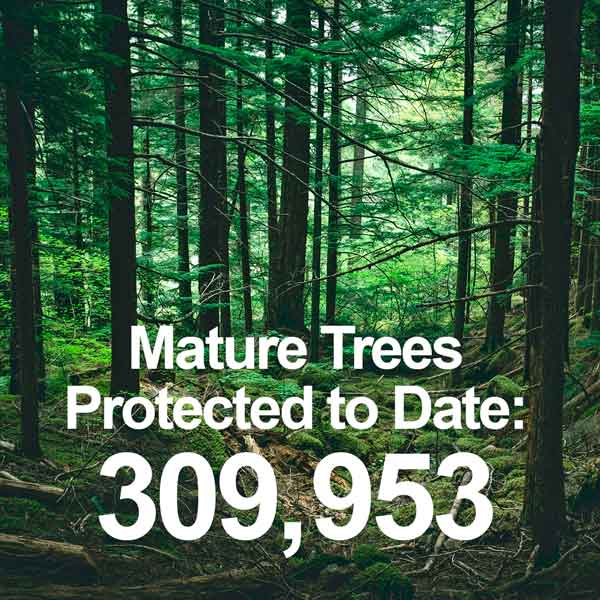 Exciting Tree Projects | Whatcom Million Trees Project