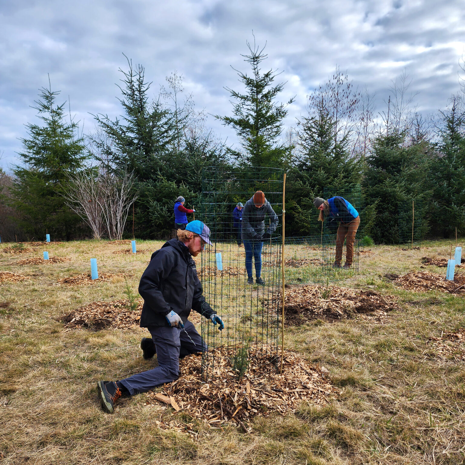 Work Party Volunteering | Whatcom Million Trees Project