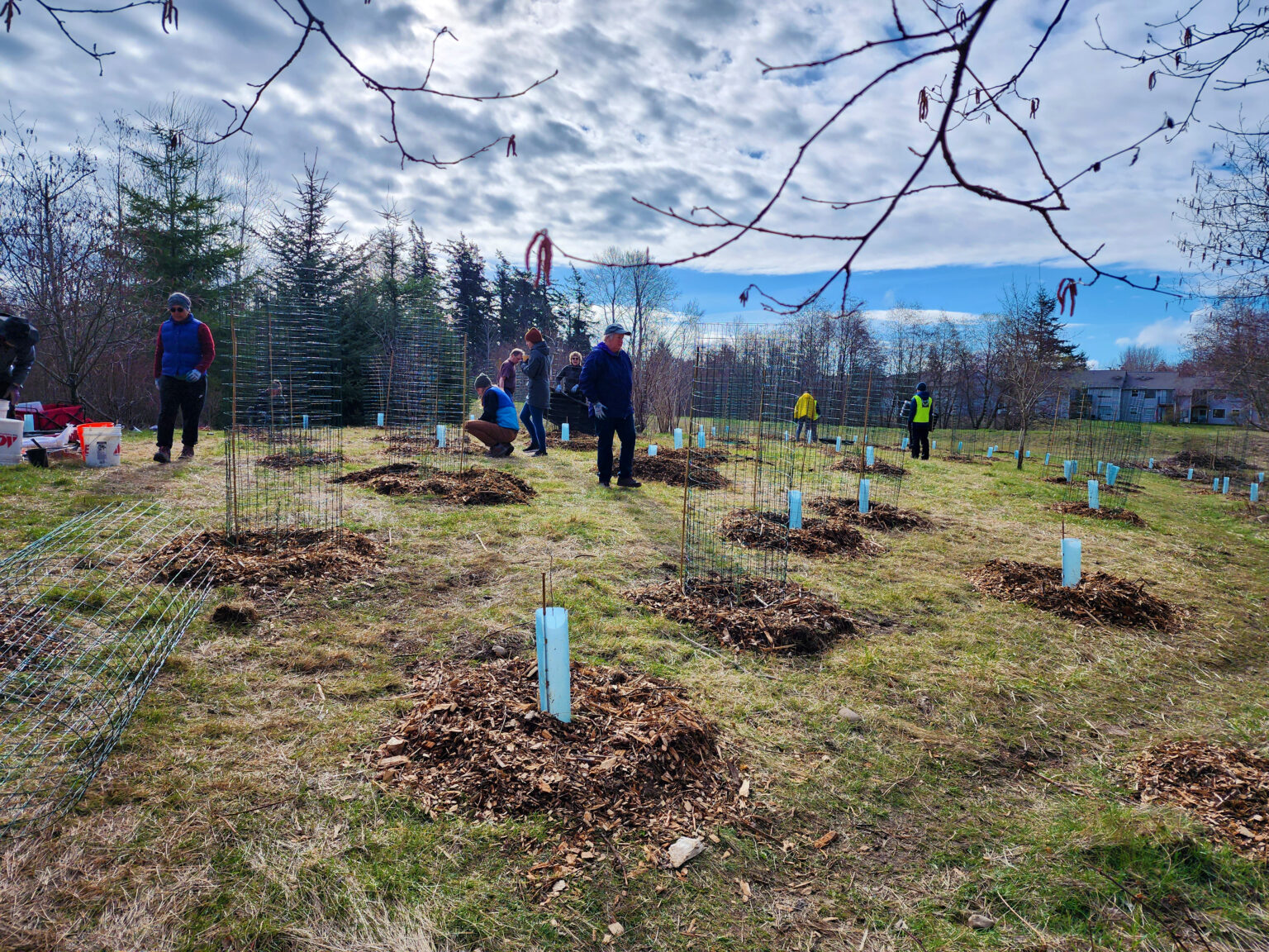 Work Party Volunteering | Whatcom Million Trees Project