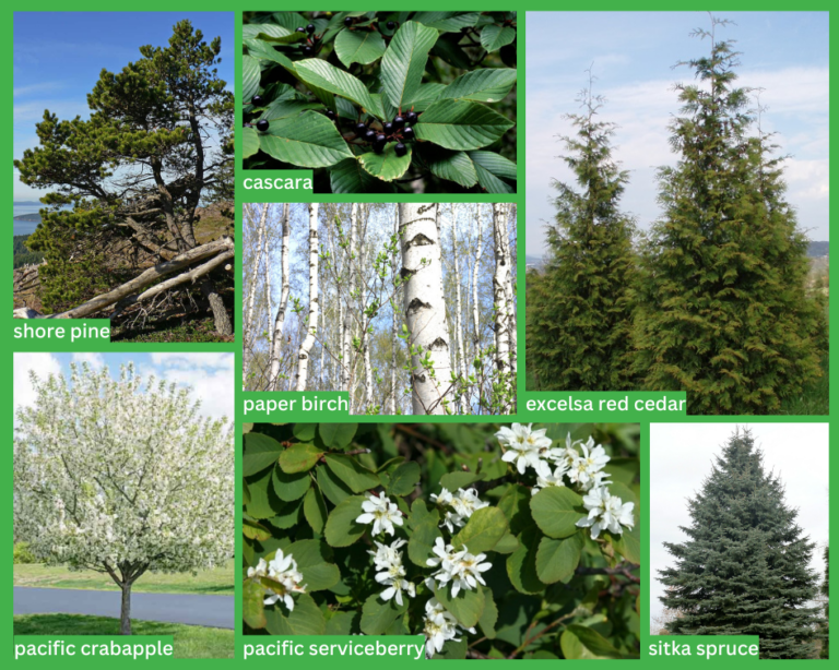 2025 Bellingham Free Tree Giveaway | Whatcom Million Trees Project